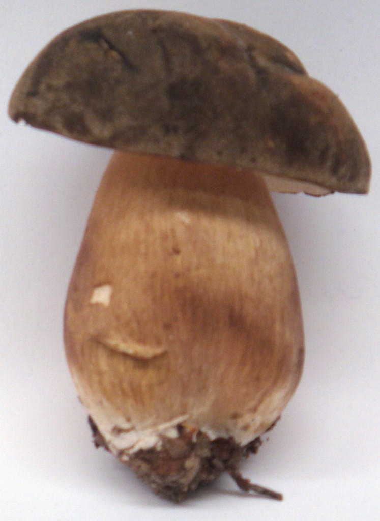 Récup' bourrette de fibres 100% recyclées ! Qui veut essayer ? déjà 3 ...